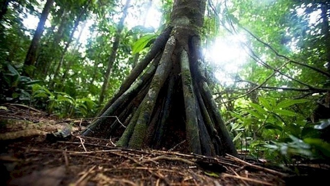 Ecuador Sacred Trees